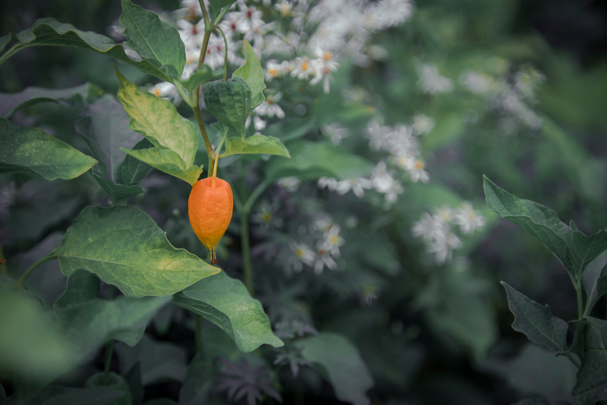 Lampion flower | Shutterbug